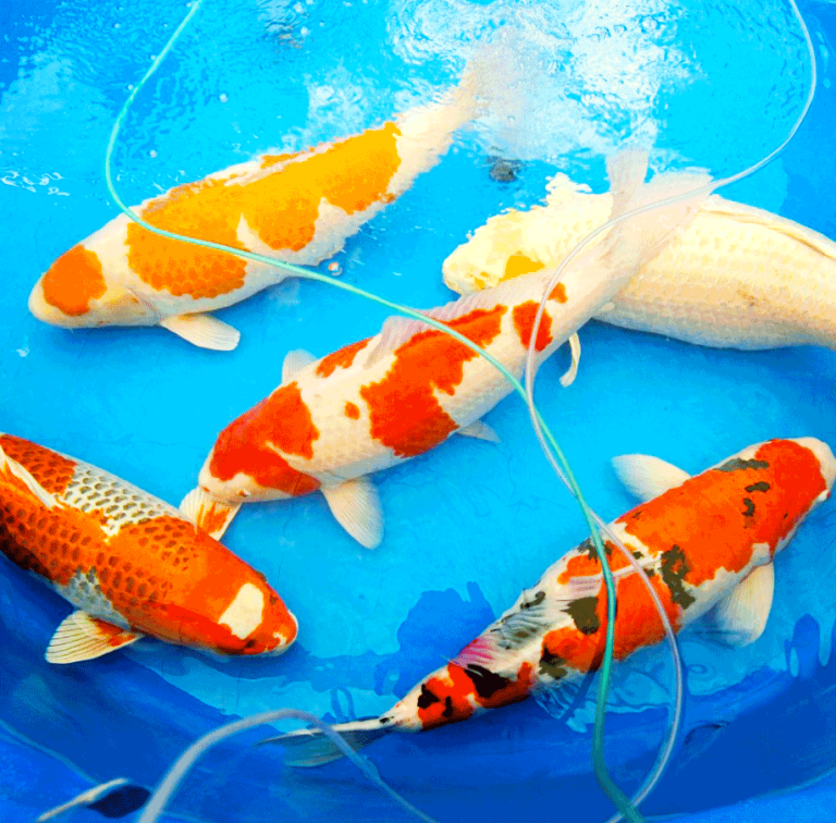 168 Koi Farm – Producers of High Quality Koi