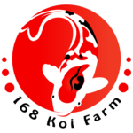 168 Koi Farm – Producers of High Quality Koi